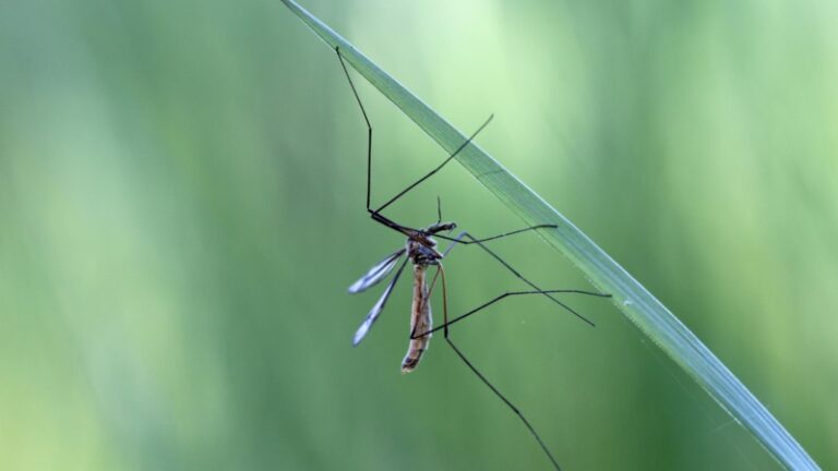 Most Common Bugs of Summer | All You Need to Know! - peSTopped