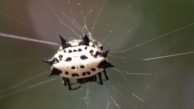 Spiny Orb-Weaver | Identification, Habitat, and Control - peSTopped