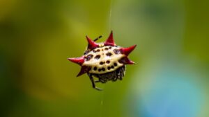 Spiny Orb-Weaver | Identification, Habitat, and Control - peSTopped