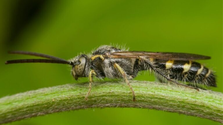 Most Common Bugs of Summer | All You Need to Know! - peSTopped