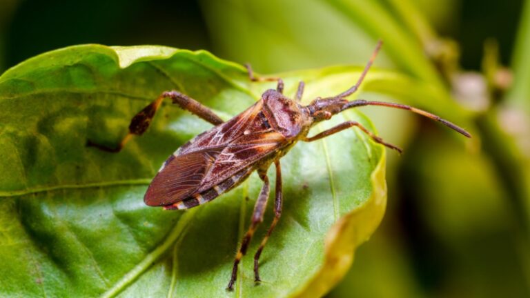 Stink Bug or Western Conifer Seed Bug | What Is in Your House? - peSTopped