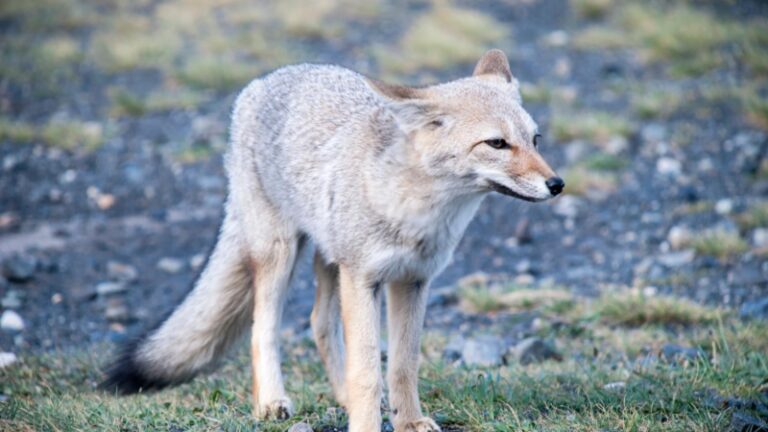 What Do Moles Like to Eat? | All You Need to Know! - peSTopped