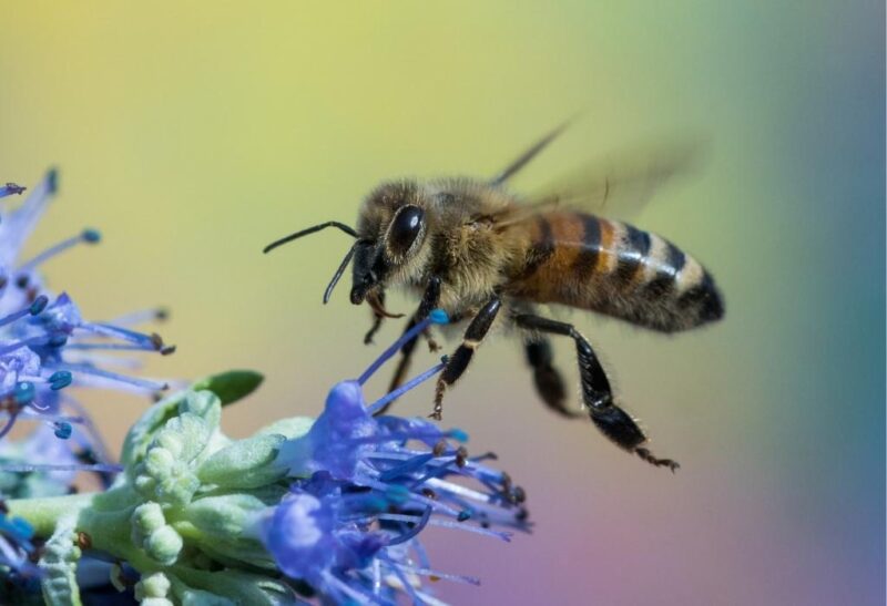Why Do Bees Have 5 Eyes Important Facts PeSTopped