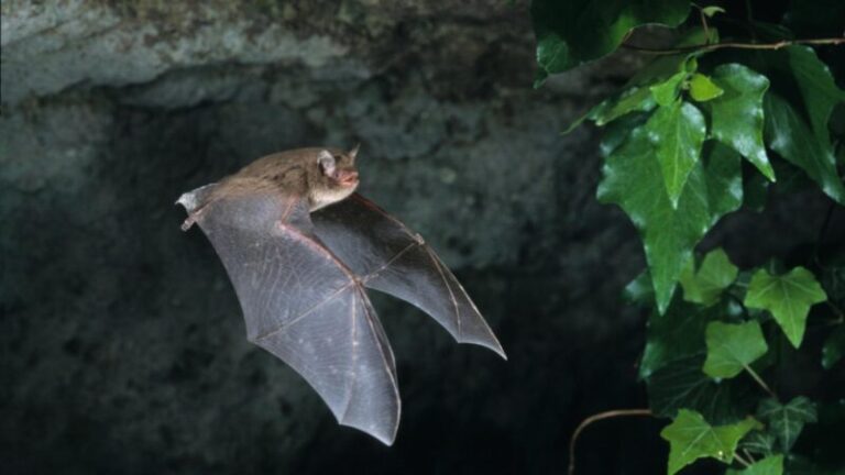 Identifying Most Common Pests by Their Droppings | A Complete Guide ...