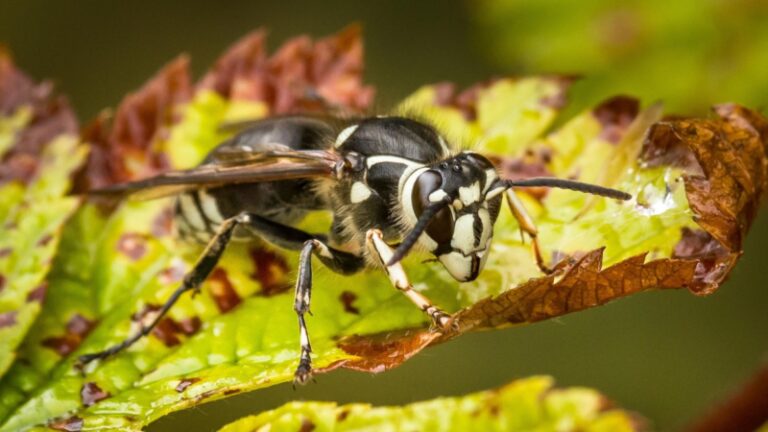 What Is a Bald-Faced Hornet? | Information and Facts - peSTopped
