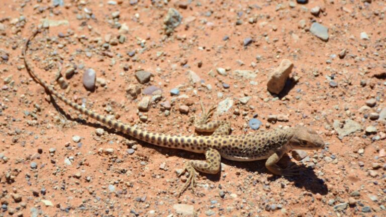 Identifying Most Common Pests by Their Droppings | A Complete Guide ...