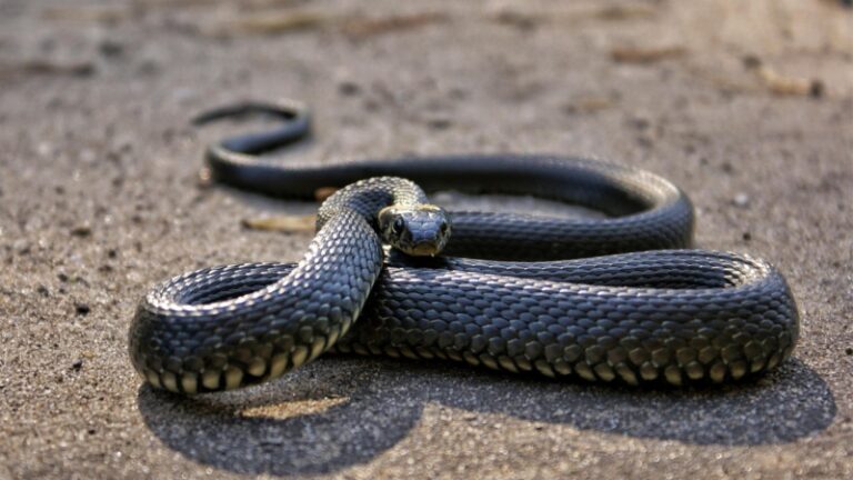 Identifying Most Common Pests by Their Droppings | A Complete Guide ...