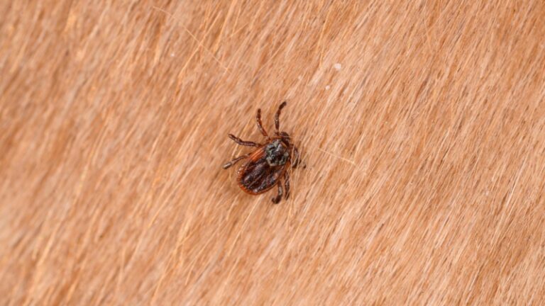 How to Get Rid of Mites? | Information and Control Guide - peSTopped