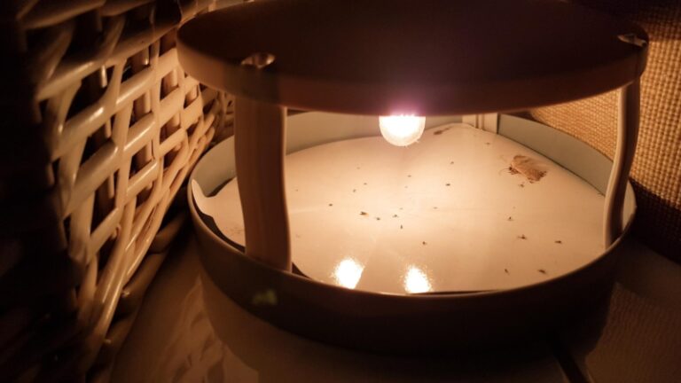 Why Are Insects Attracted to Light? | Information and Facts - peSTopped