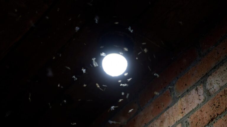 Why Are Insects Attracted to Light? | Information and Facts - peSTopped