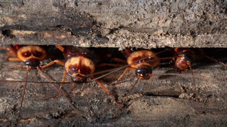 How Long Can a Cockroach Live Without Its Head? | Explained! - peSTopped