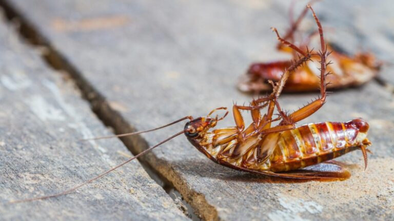 How Long Can a Cockroach Live Without Its Head? | Explained! - peSTopped