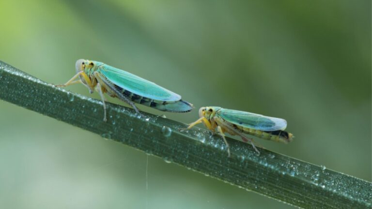 What Do Cicadas Eat? Can You Eat Them? | Information and Facts - peSTopped