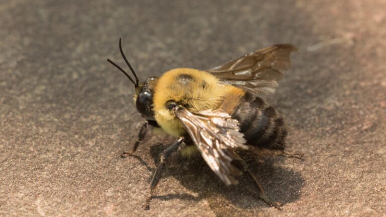 Finding Dead Bumblebees | Information and Facts - peSTopped