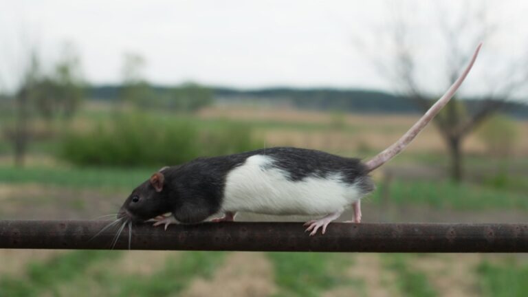 Why Are There So Many Rats in New York City? | Explained! - peSTopped