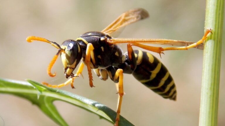 What Do Wasps Eat? | Information and Facts - peSTopped