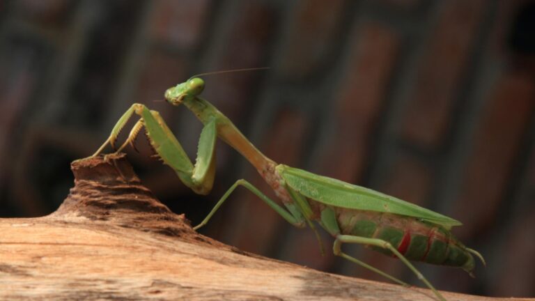 Are Praying Mantises Endangered? | All You Need to Know! - peSTopped