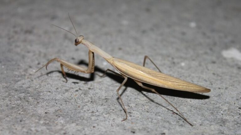 Are Praying Mantises Endangered? | All You Need to Know! - peSTopped