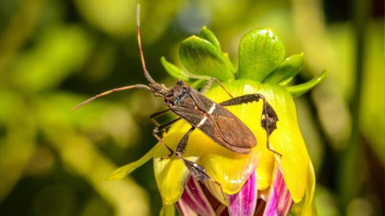 How to Get Rid of Black Bugs With Wings in Your House? | Identification ...